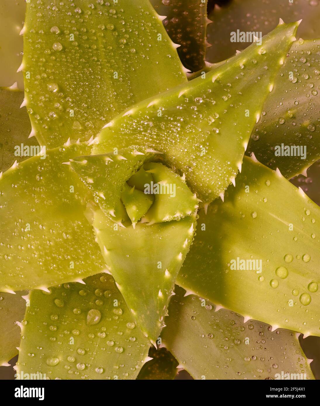 High resolution macro photograph of Aloe Vera plant, natural plant ...