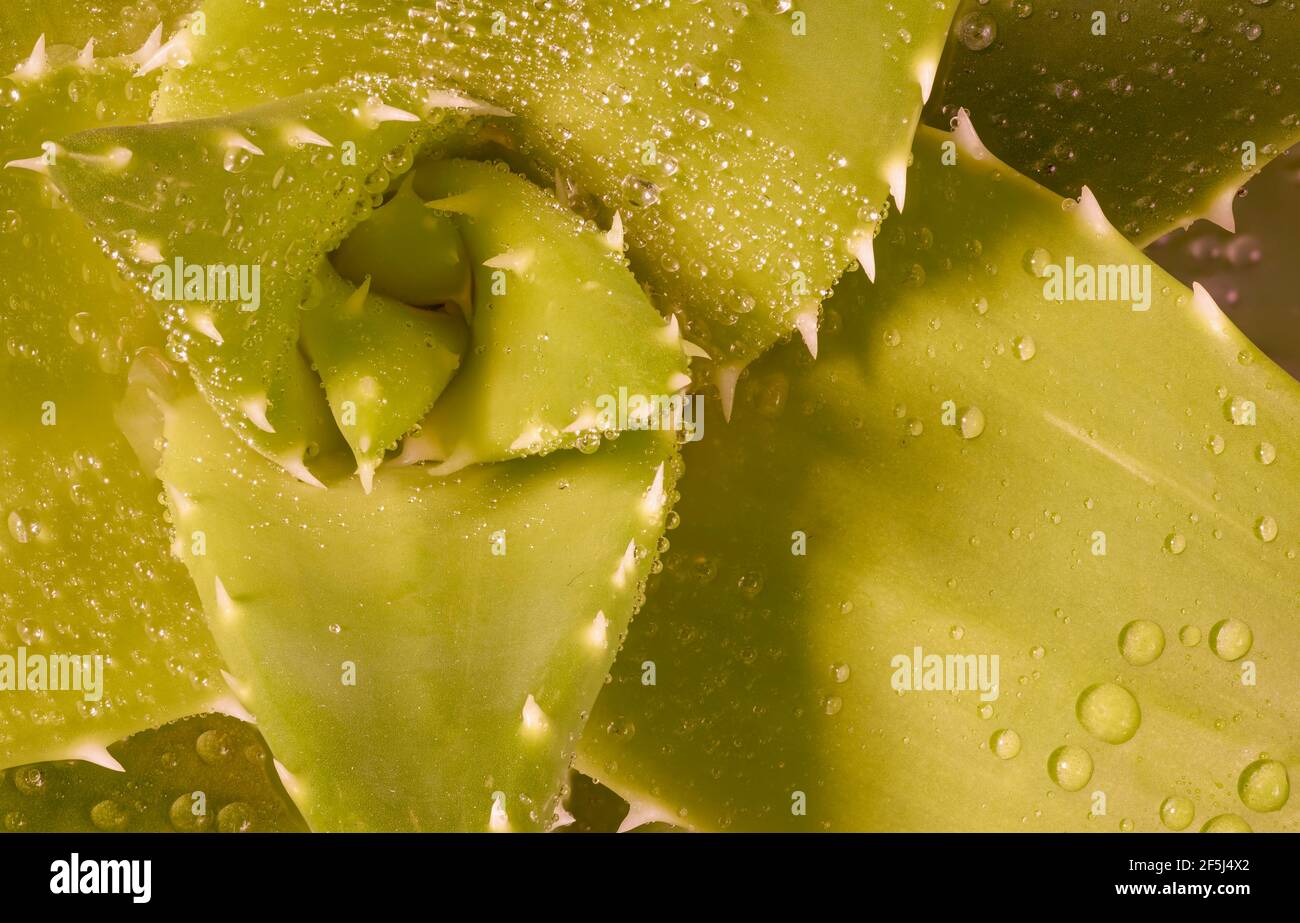High resolution macro photograph of Aloe Vera plant, natural plant ...