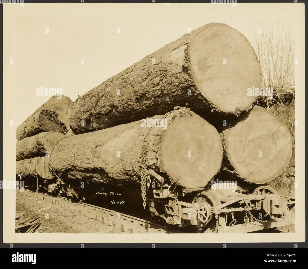 Logging/ Timber Scene. Darius Kinsey (American, 1869 - 1945 Stock Photo ...