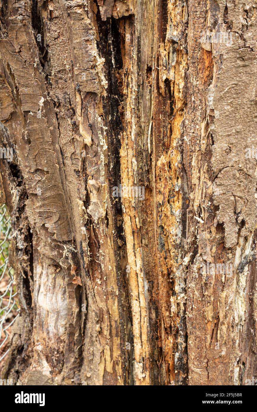 Very close-up and interesting natural patterns and textures on the ...