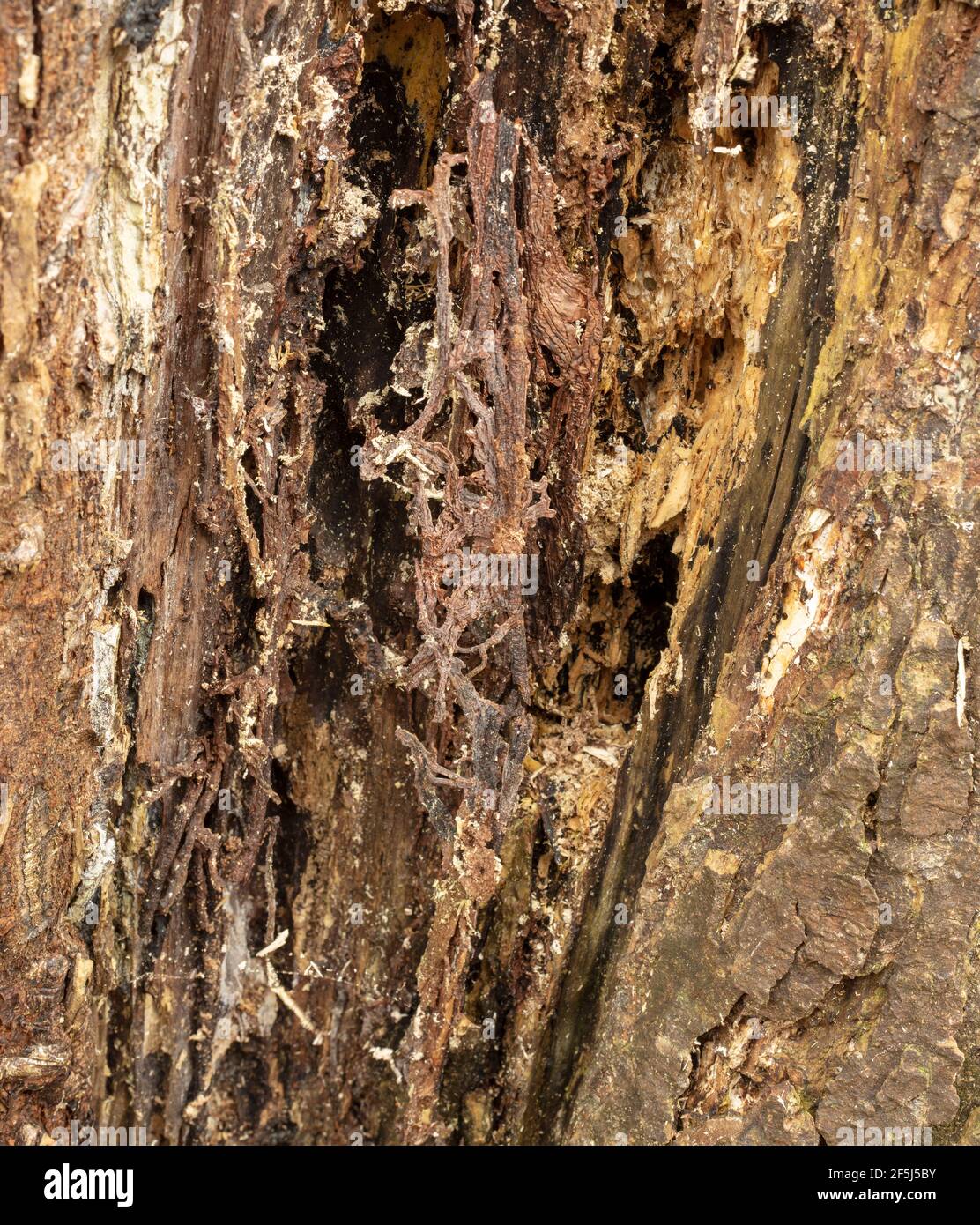 Very close-up and interesting natural patterns and textures on the ...