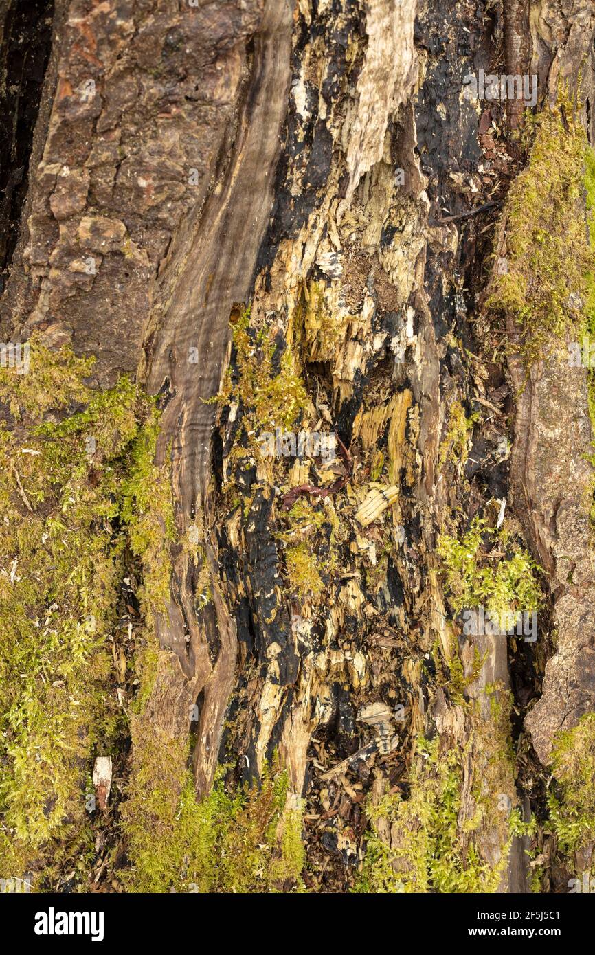 Very close-up and interesting natural patterns and textures on the ...