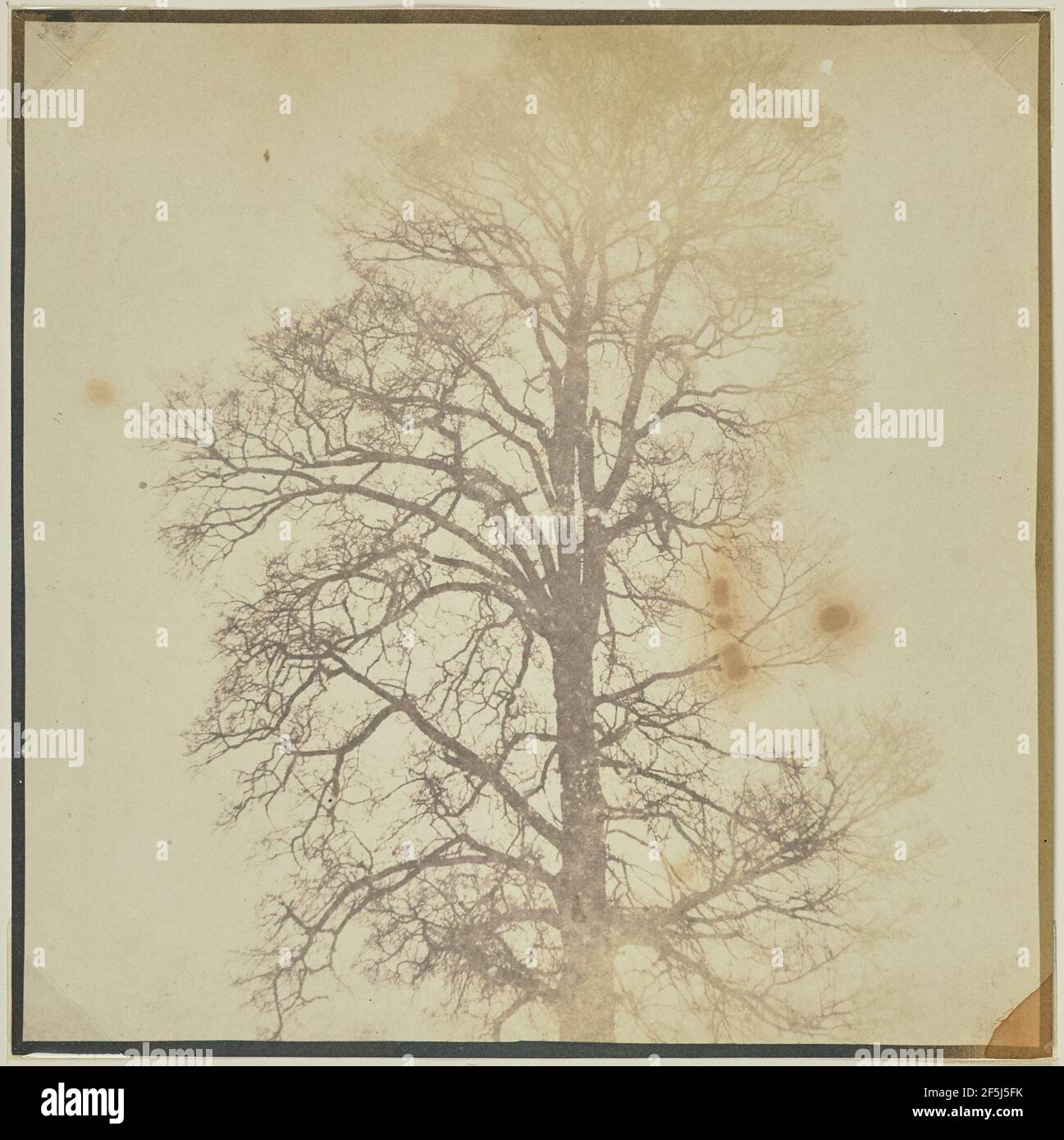 Top of a Leafless Sycamore Tree. William Henry Fox Talbot (English ...
