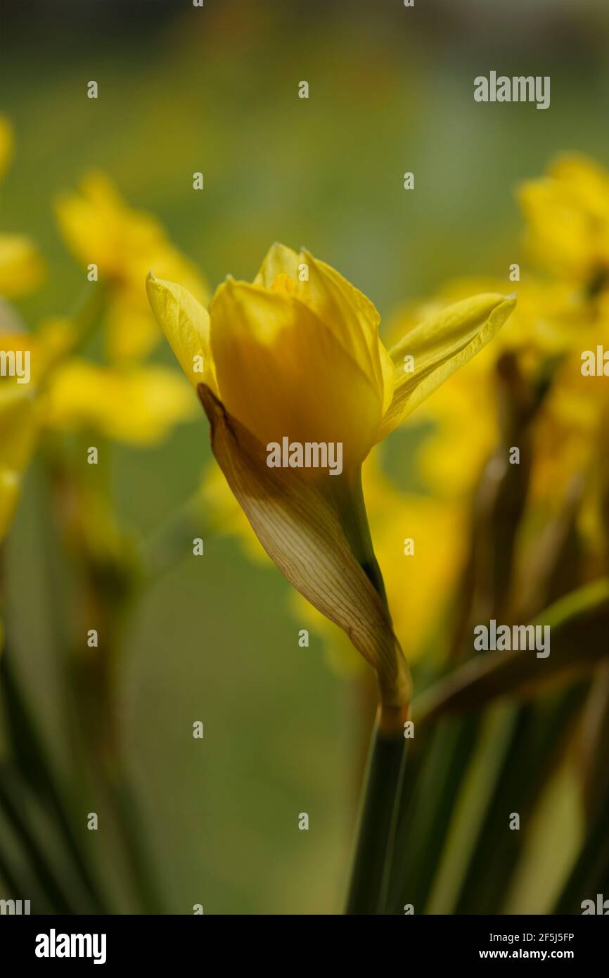 Natural high resolution flower portrait of blooming daffodil flower in ...