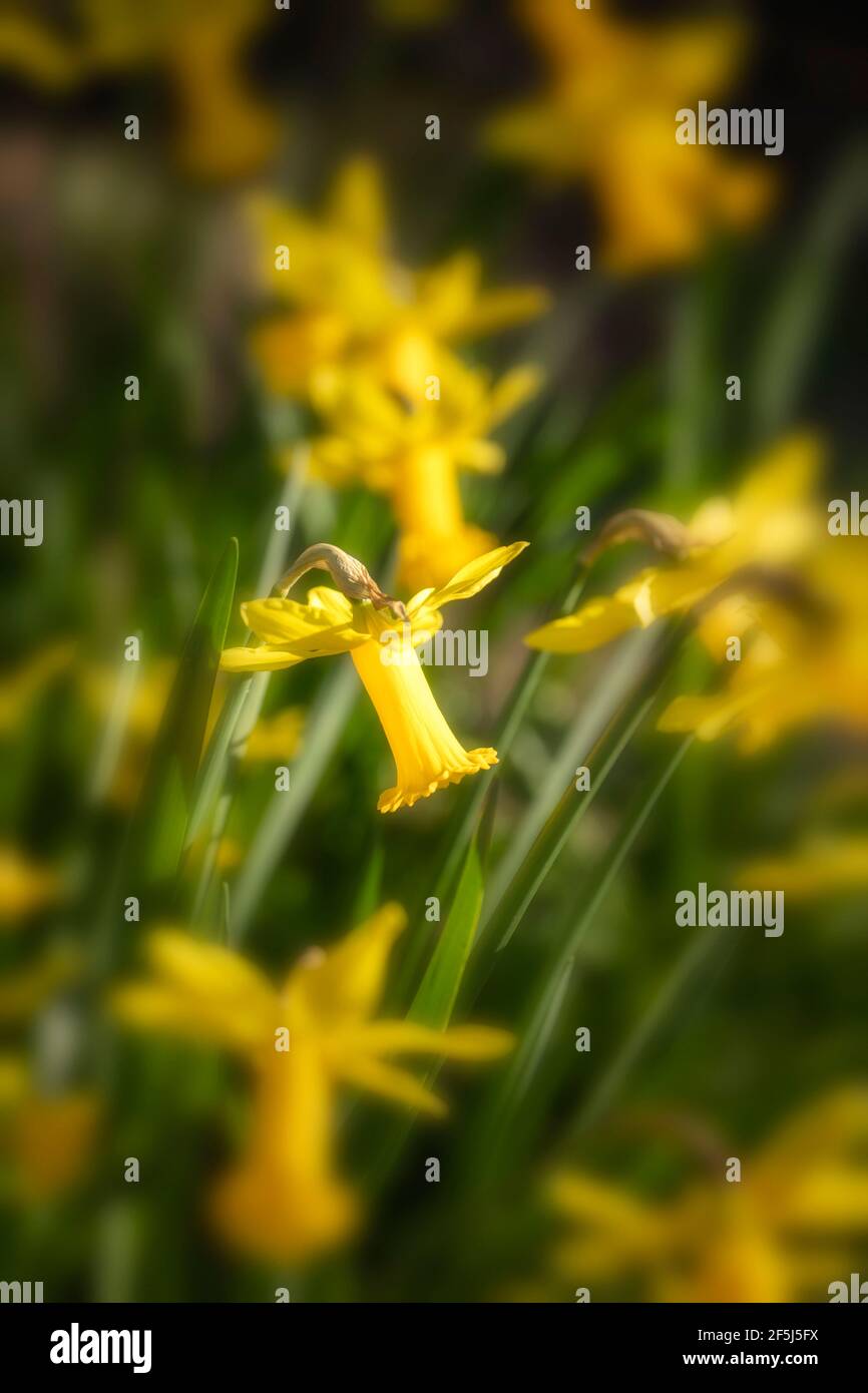Natural high resolution flower portrait of blooming daffodil flower in ...