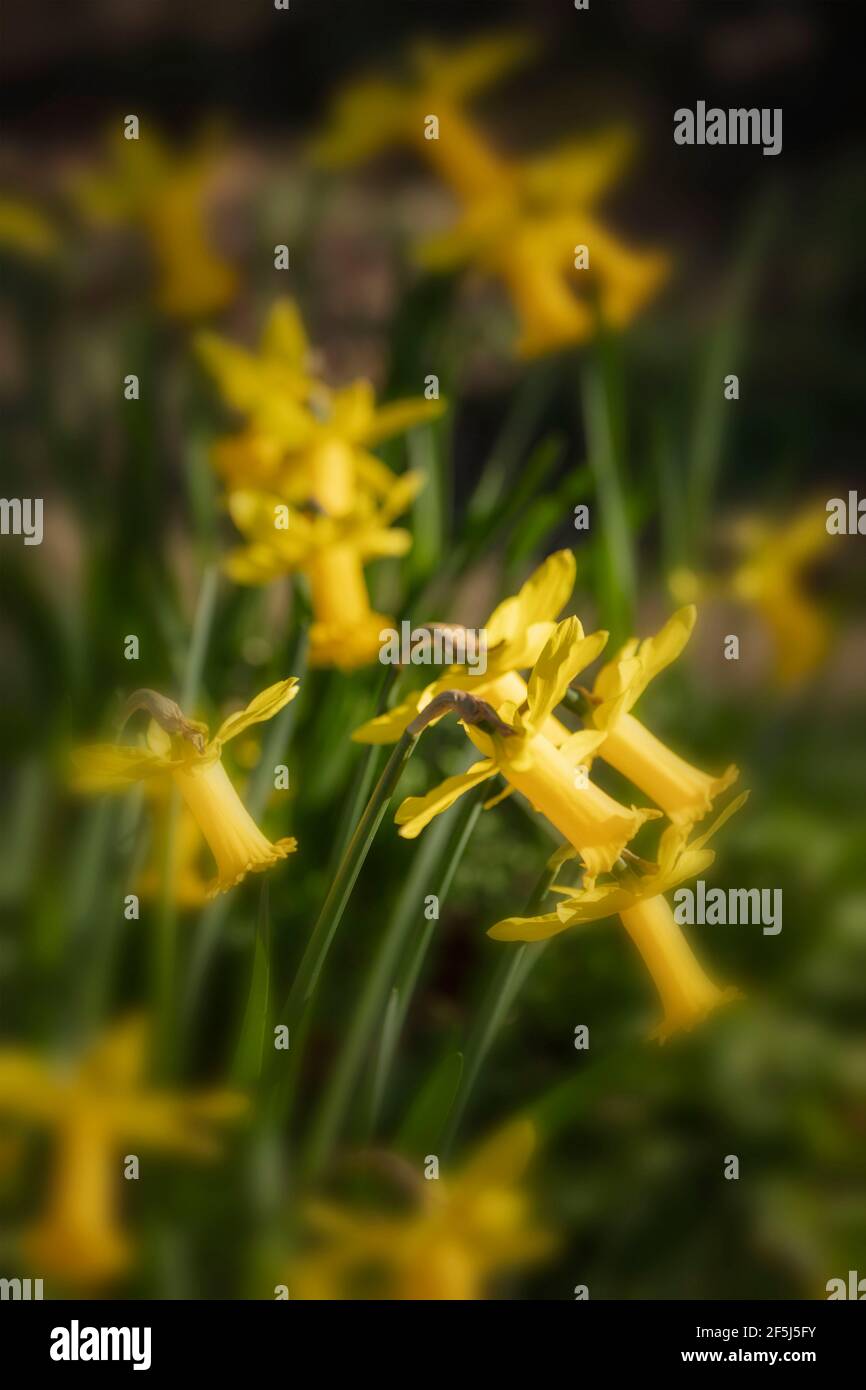 Natural high resolution flower portrait of blooming daffodil flower in ...