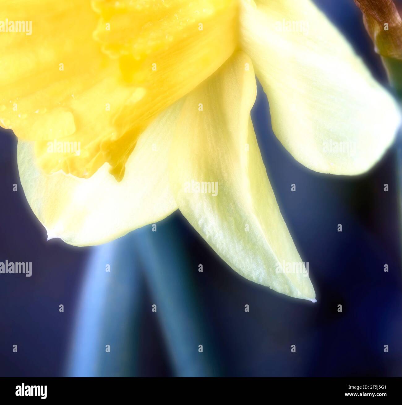 Natural high resolution flower portrait of blooming daffodil flower in ...
