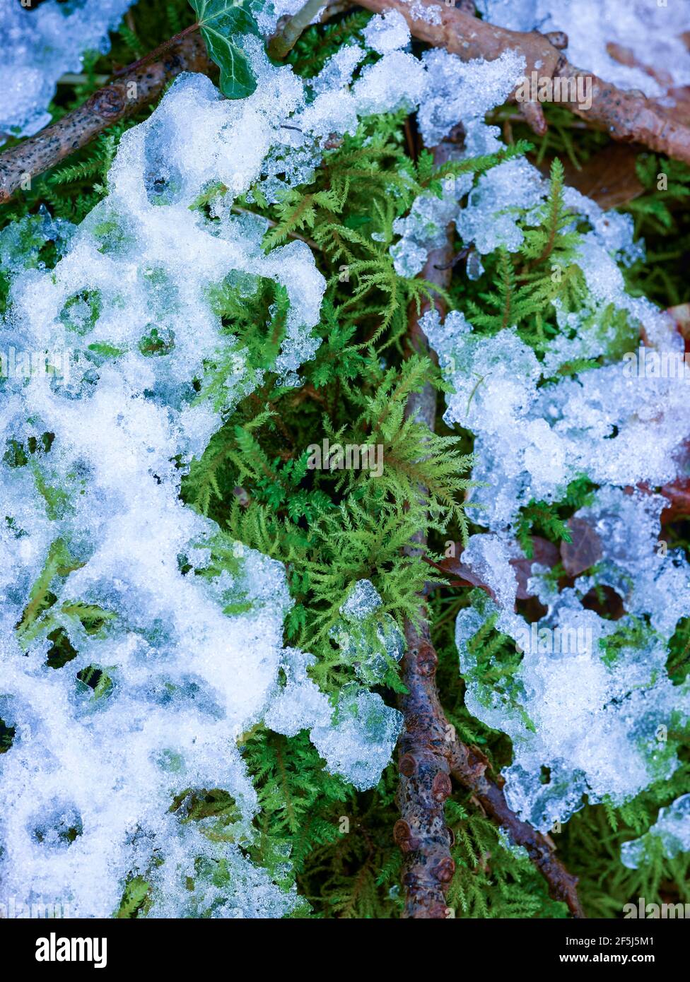 Life cycle of mosses hi-res stock photography and images - Alamy