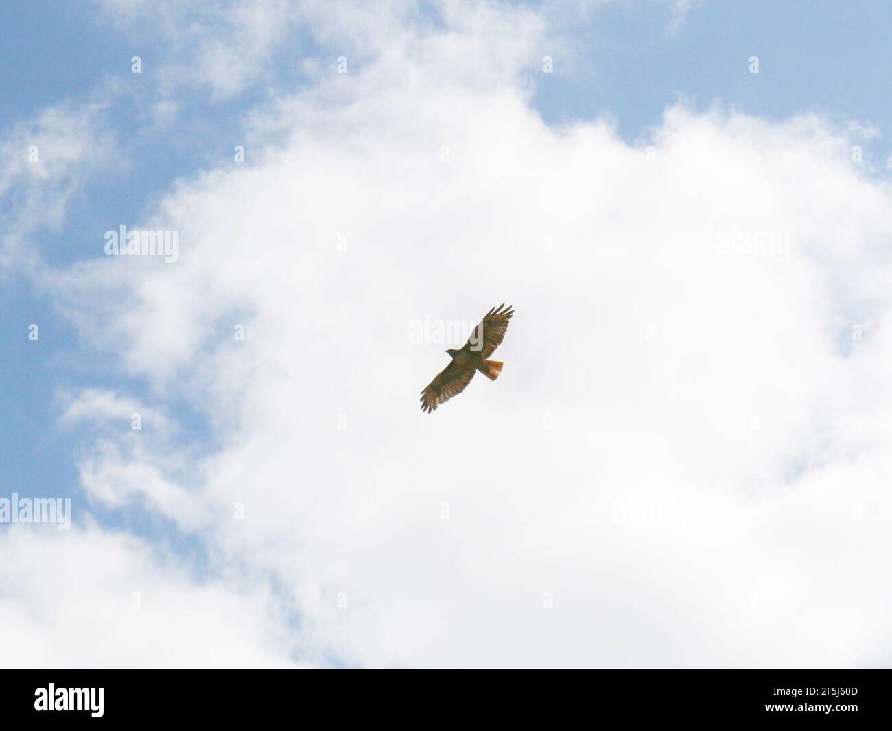 Red-tailed Hawk, Circle-X Ranch, Texas (19047886184 Stock Photo - Alamy