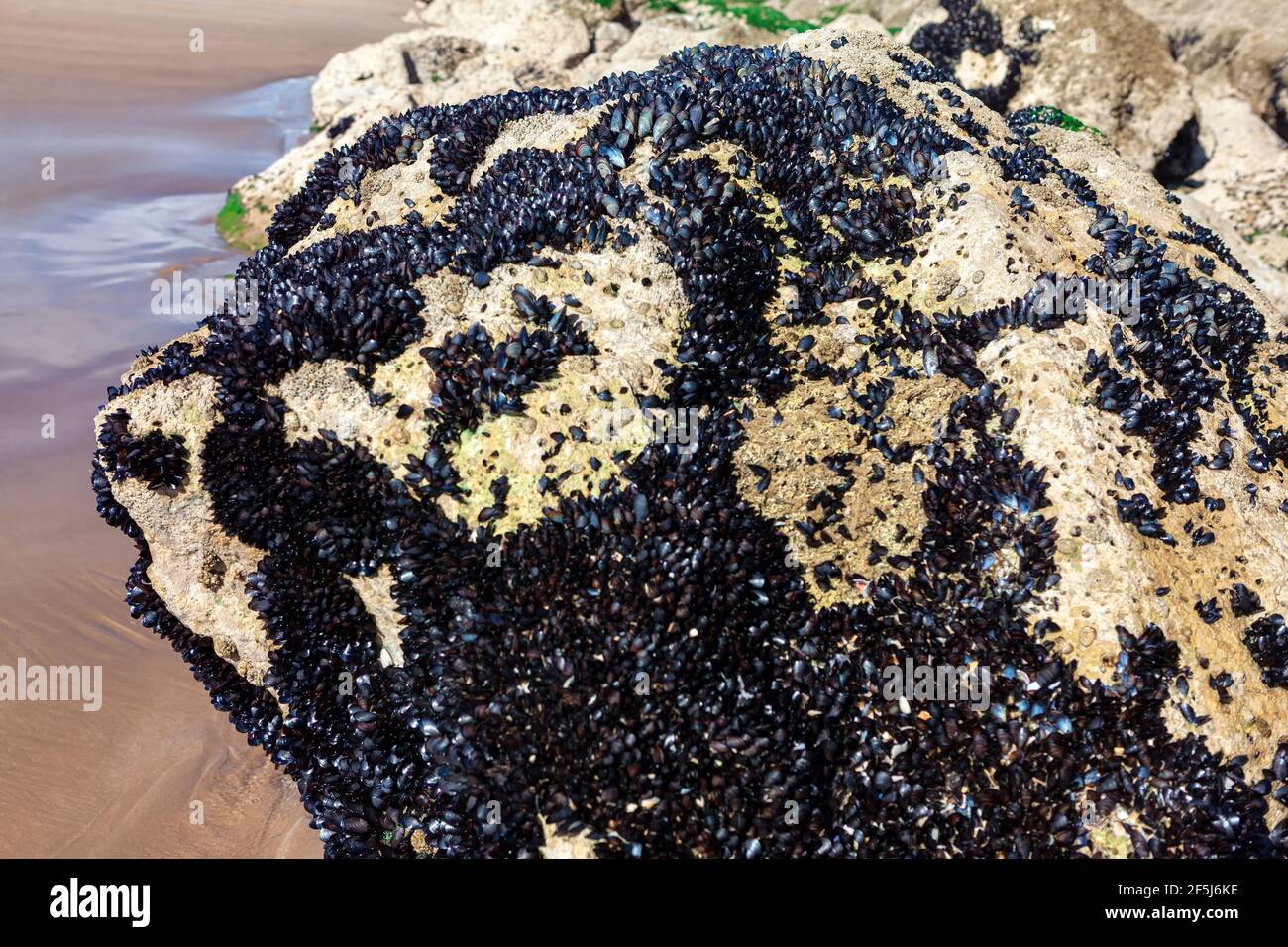 Black muscle shells attached to a rock . Many tiny black mussel shells ...
