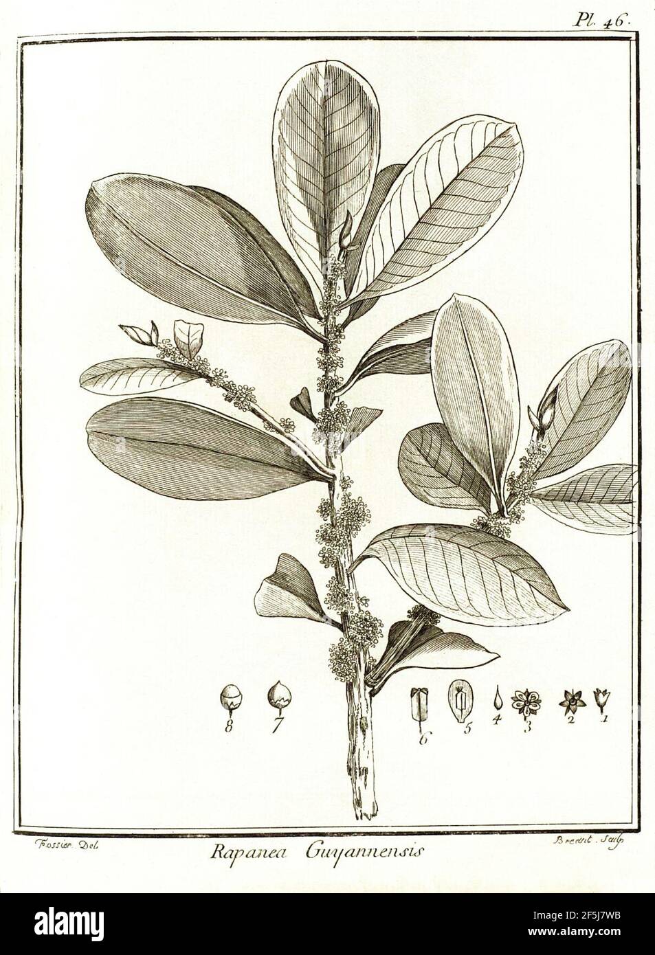 Rapanea hi-res stock photography and images - Alamy