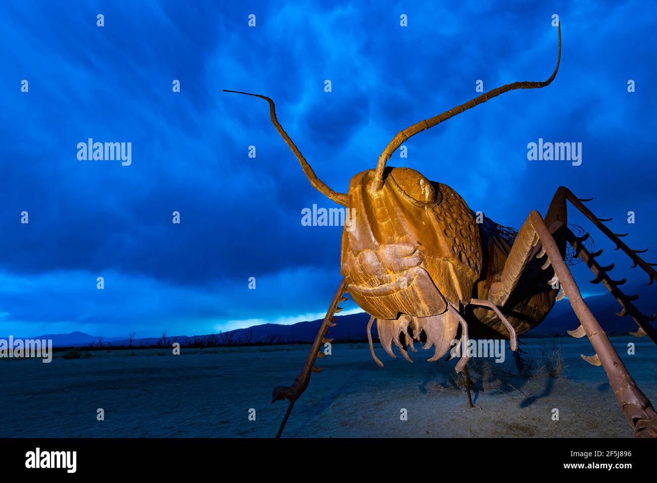 American desert locust hi-res stock photography and images - Alamy