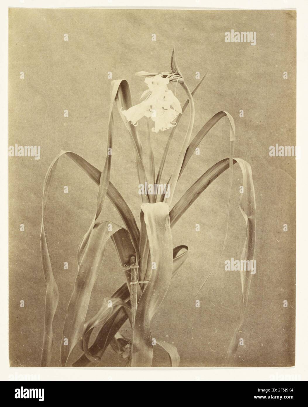 Flowers. Francis Edmond Currey (British, 1814 - 1896 Stock Photo - Alamy