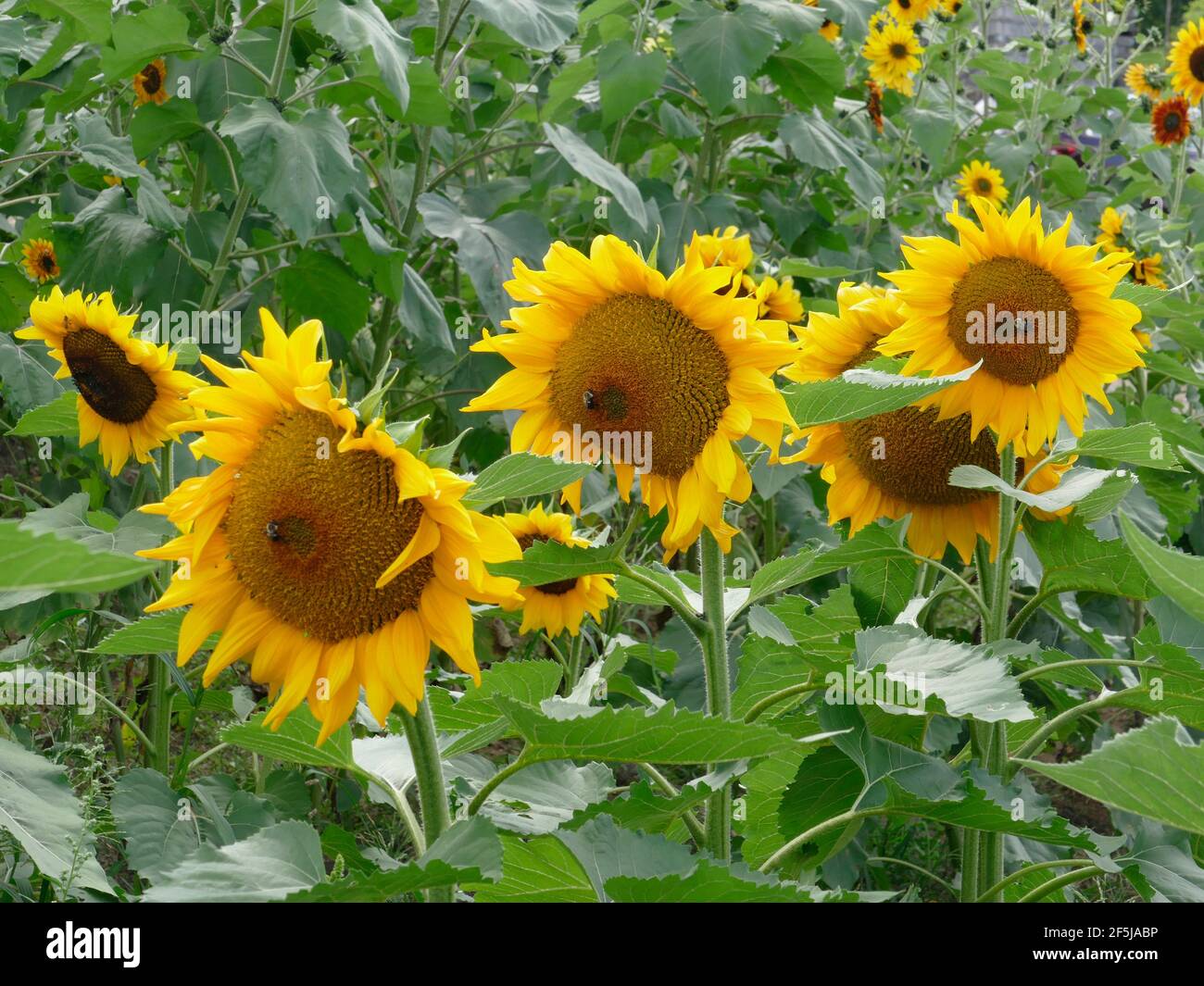 Giant Russian Mammoth Sunflowers Attracting Bees in a Farm on a ...