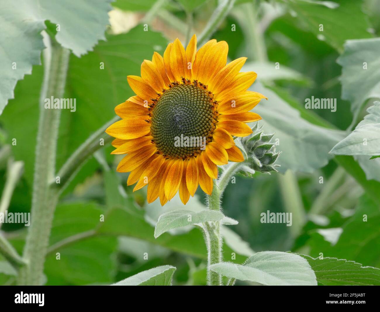 One Beautiful Little Becka Sunflower with Orange and Yellow Gradient ...