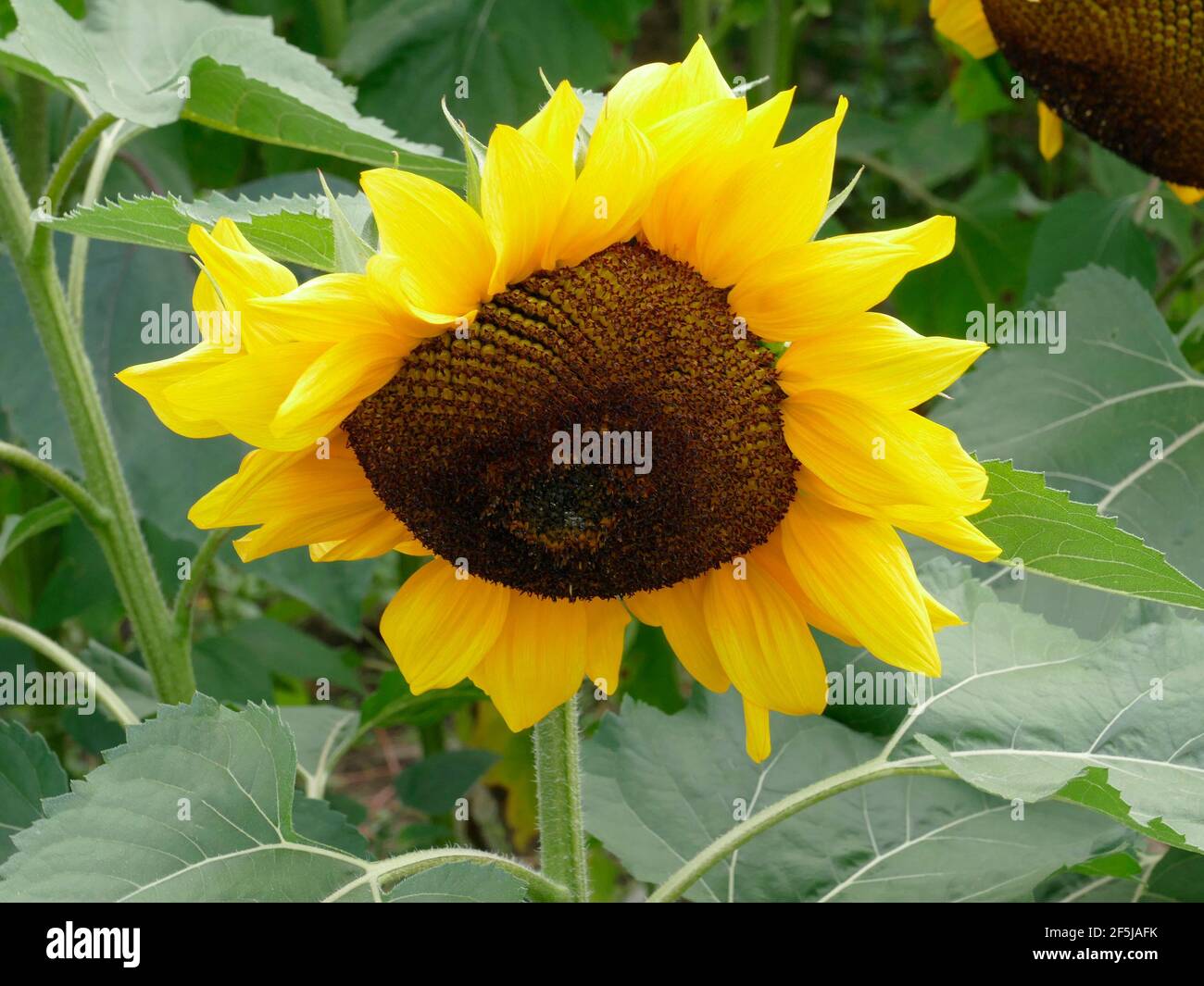 Professional sunflower photos hi-res stock photography and images - Alamy