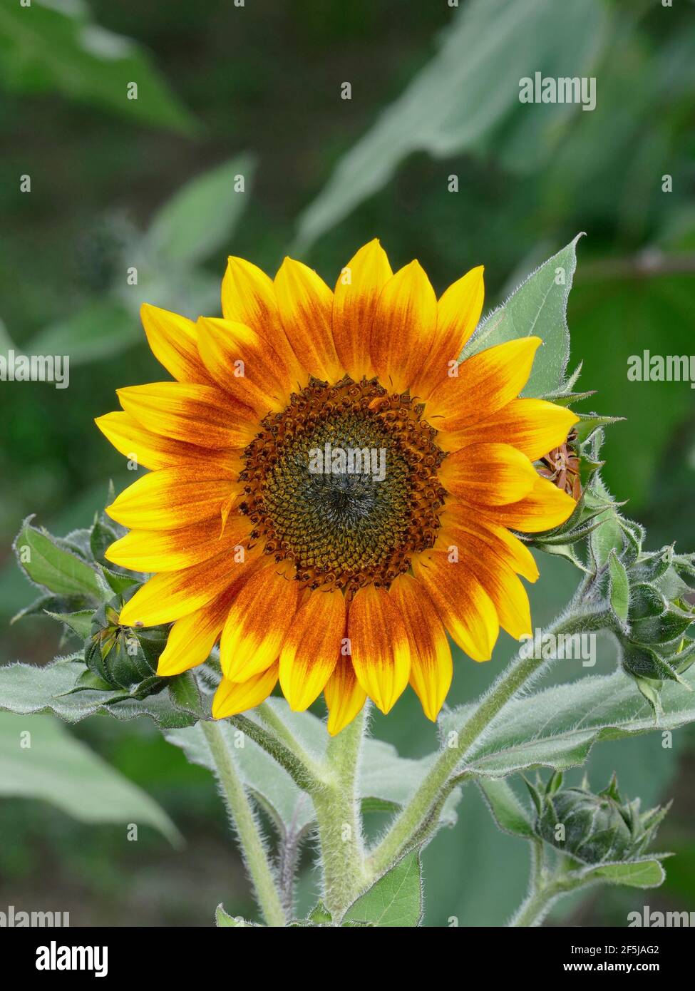 A Perfect and Beautiful Little Becka Hybrid Sunflower with Orange ...