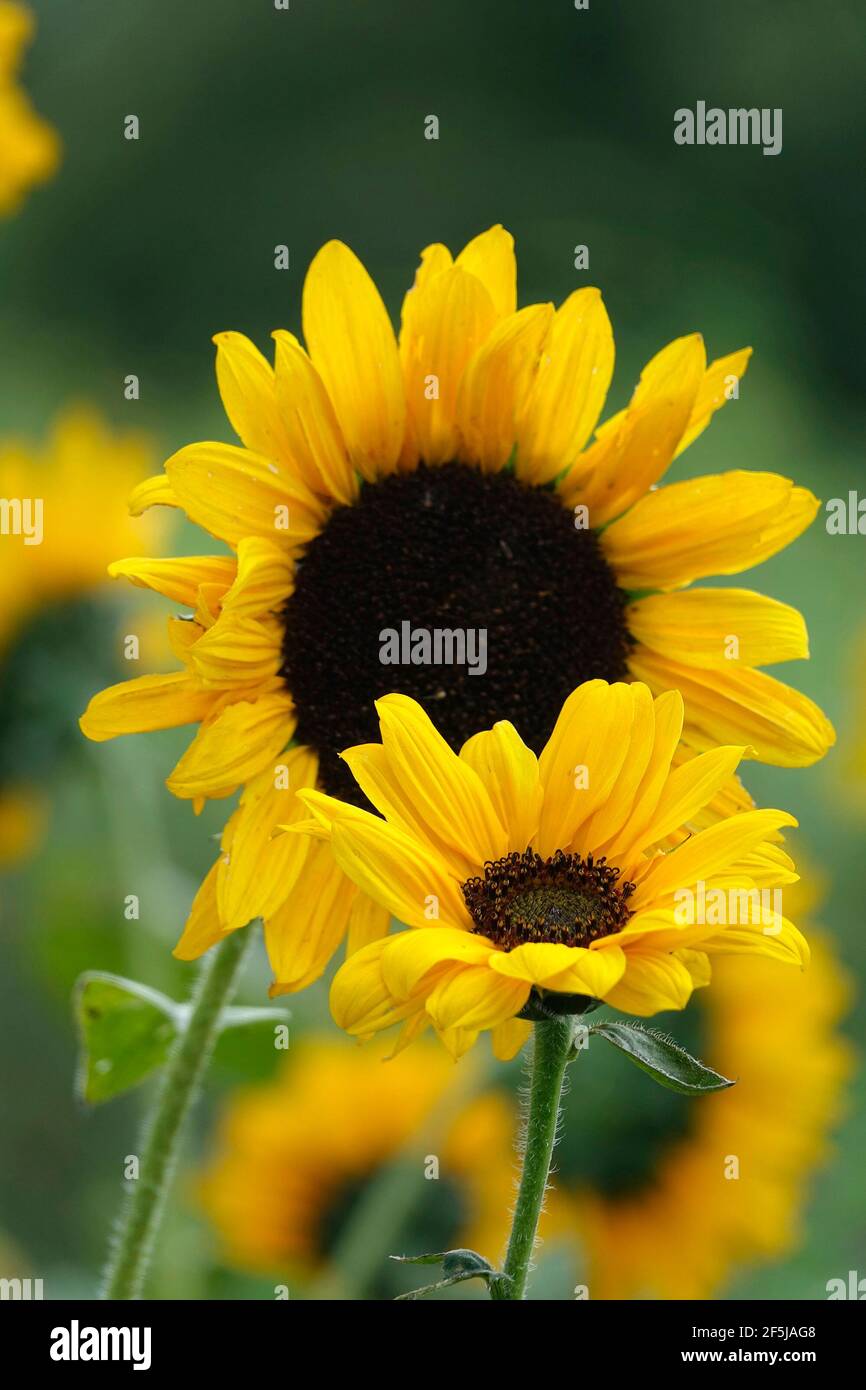 Two Suntastic Yellow Sunflowers in a Farm Stock Photo - Alamy