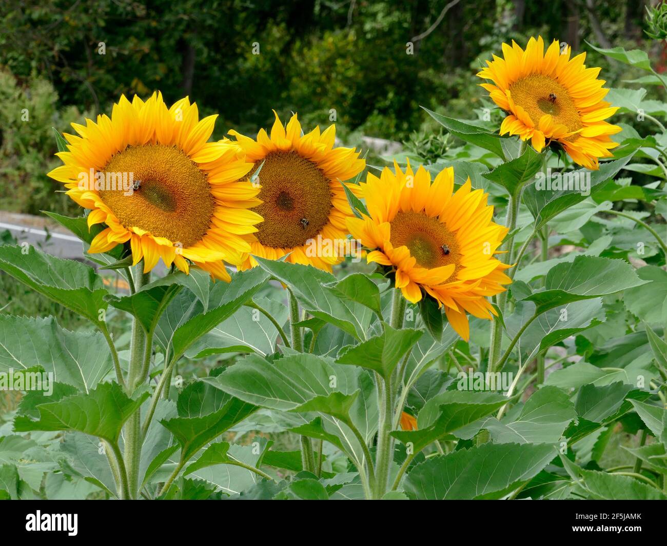 Giant Russian Mammoth Sunflowers Attracting Bees in a Farm on a ...