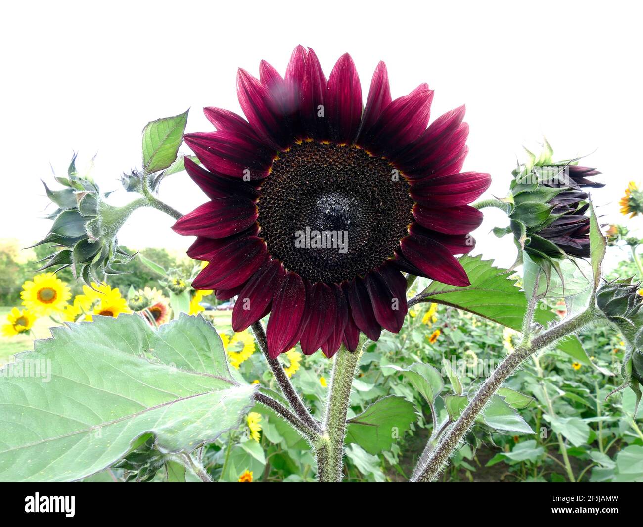 A Perfect Terracotta Sunflower with Deep Red Purple Petals in a Farm of ...