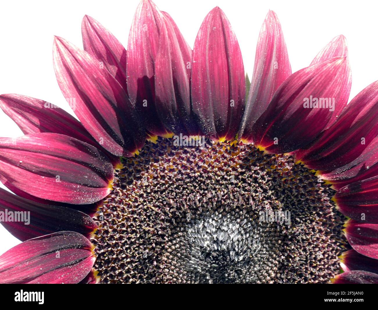A Perfect Terracotta Sunflower with Deep Red Purple Petals in a Farm of ...