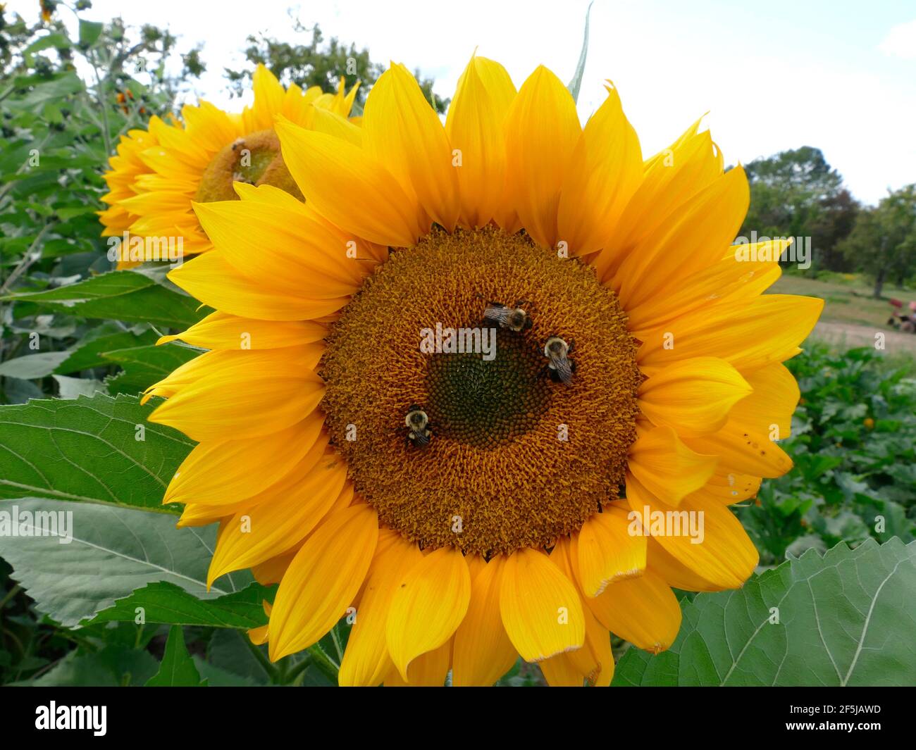 Three Bumblebees Pollinating a Giant Russian Mammoth Sunflower Stock ...