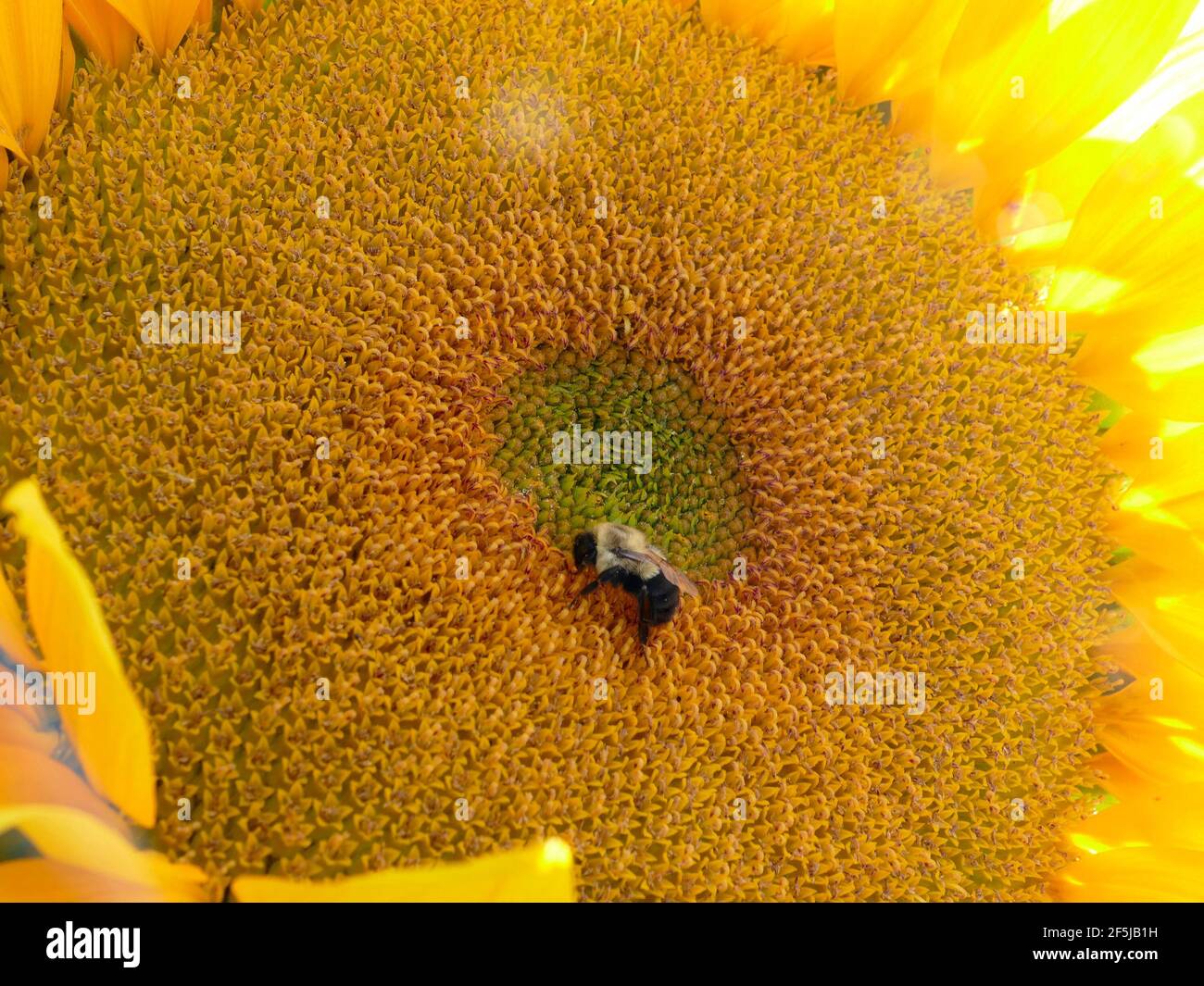 A Close Up Image of a Bumblebee on a Giant Russian Mammoth Sunflower ...
