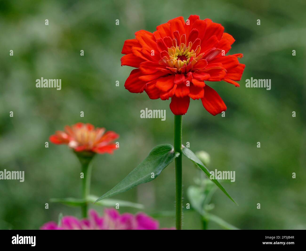 Planting zinnia seeds hi-res stock photography and images - Alamy