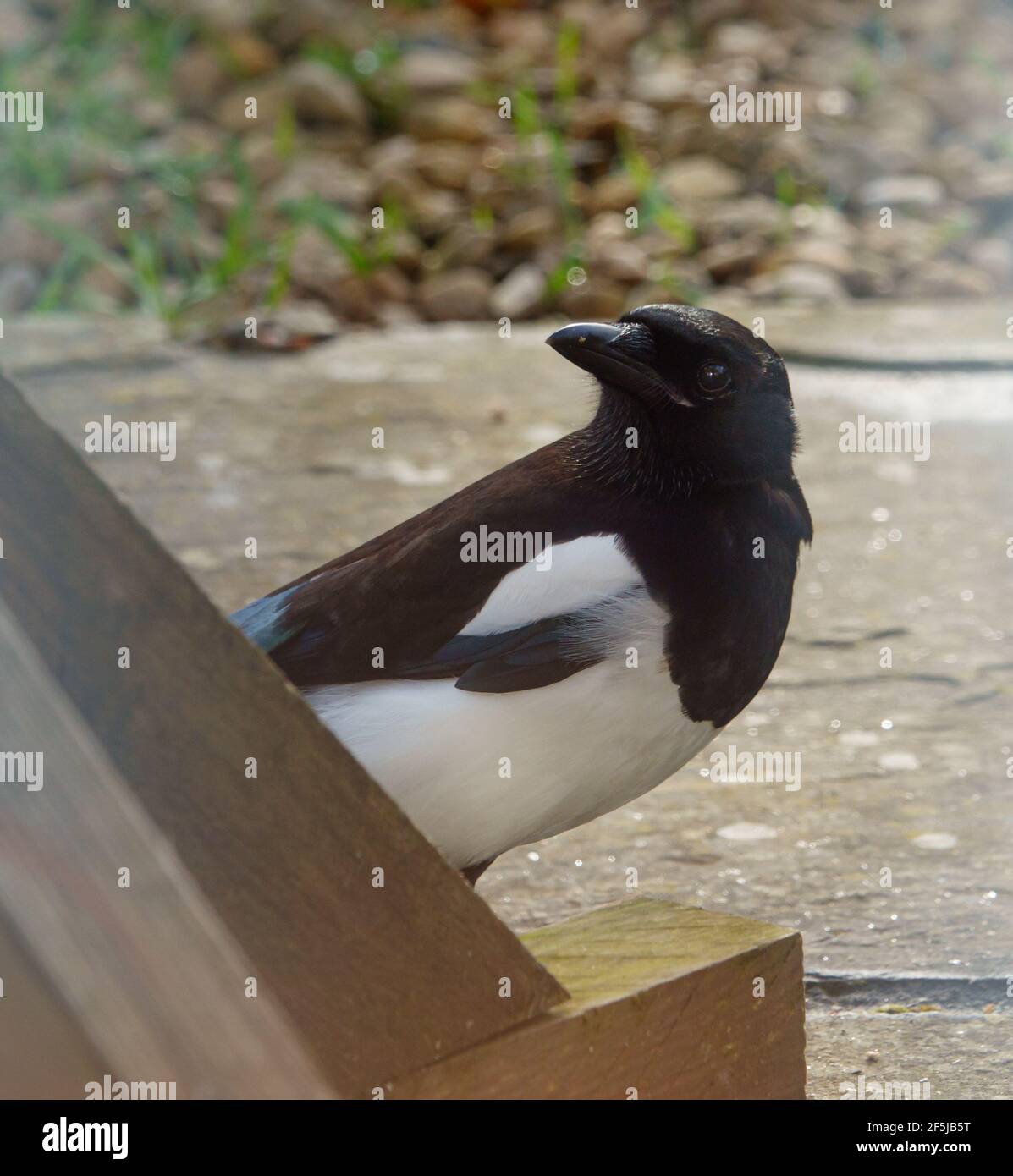 Crow raven feeder hi-res stock photography and images - Alamy