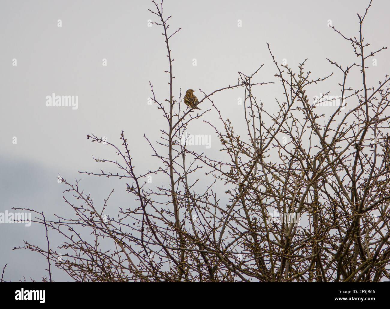 Corn bunting (Emberiza calandra) sits on the top branches of a wintered ...