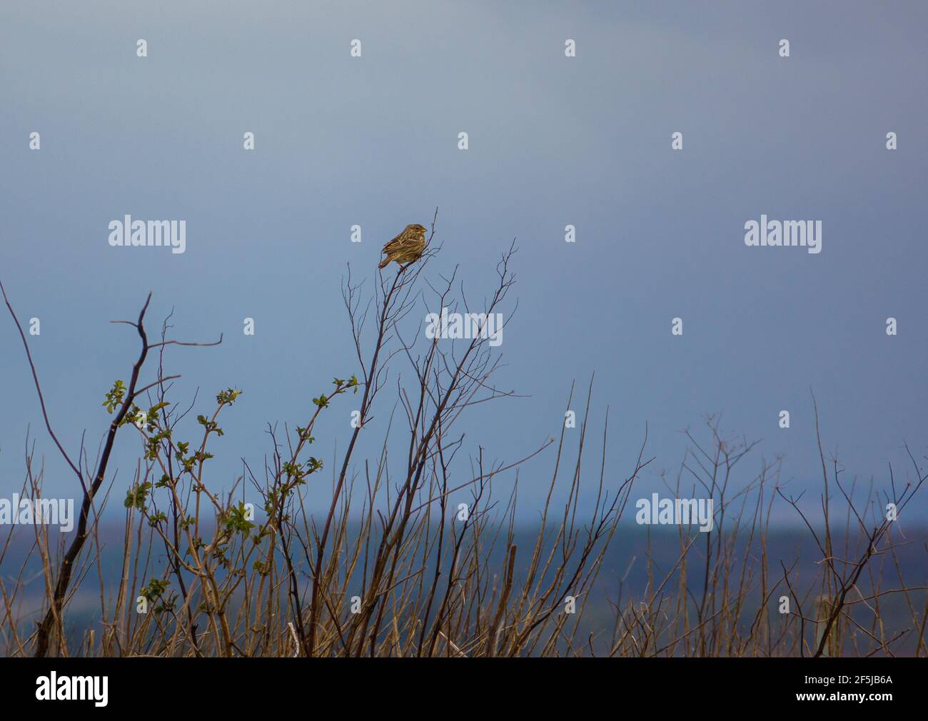 House bunting bird hi-res stock photography and images - Alamy