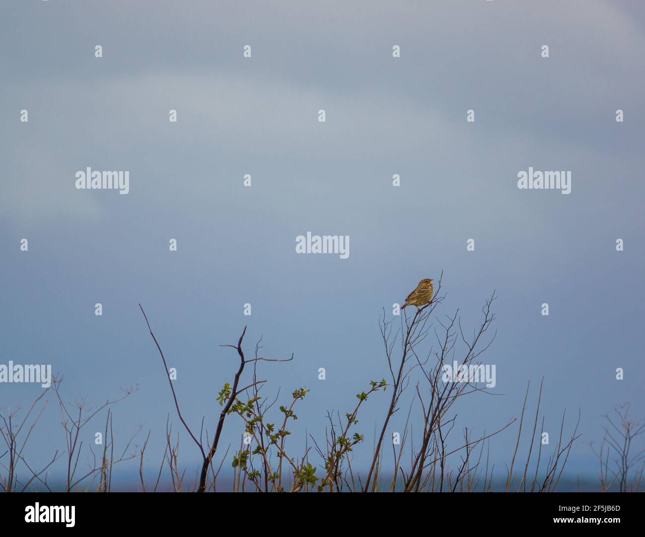 Corn bunting (Emberiza calandra) sits on the top branches of a wintered ...