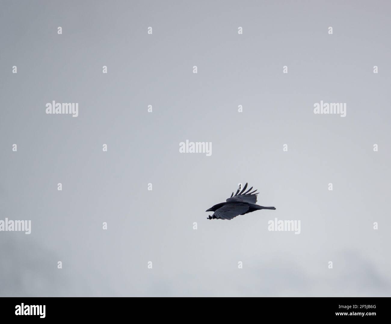 a large black crow in flight against a light grey cloudy sky Stock ...