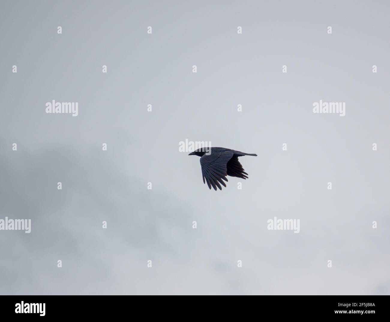 a large black crow in flight against a light grey cloudy sky Stock ...