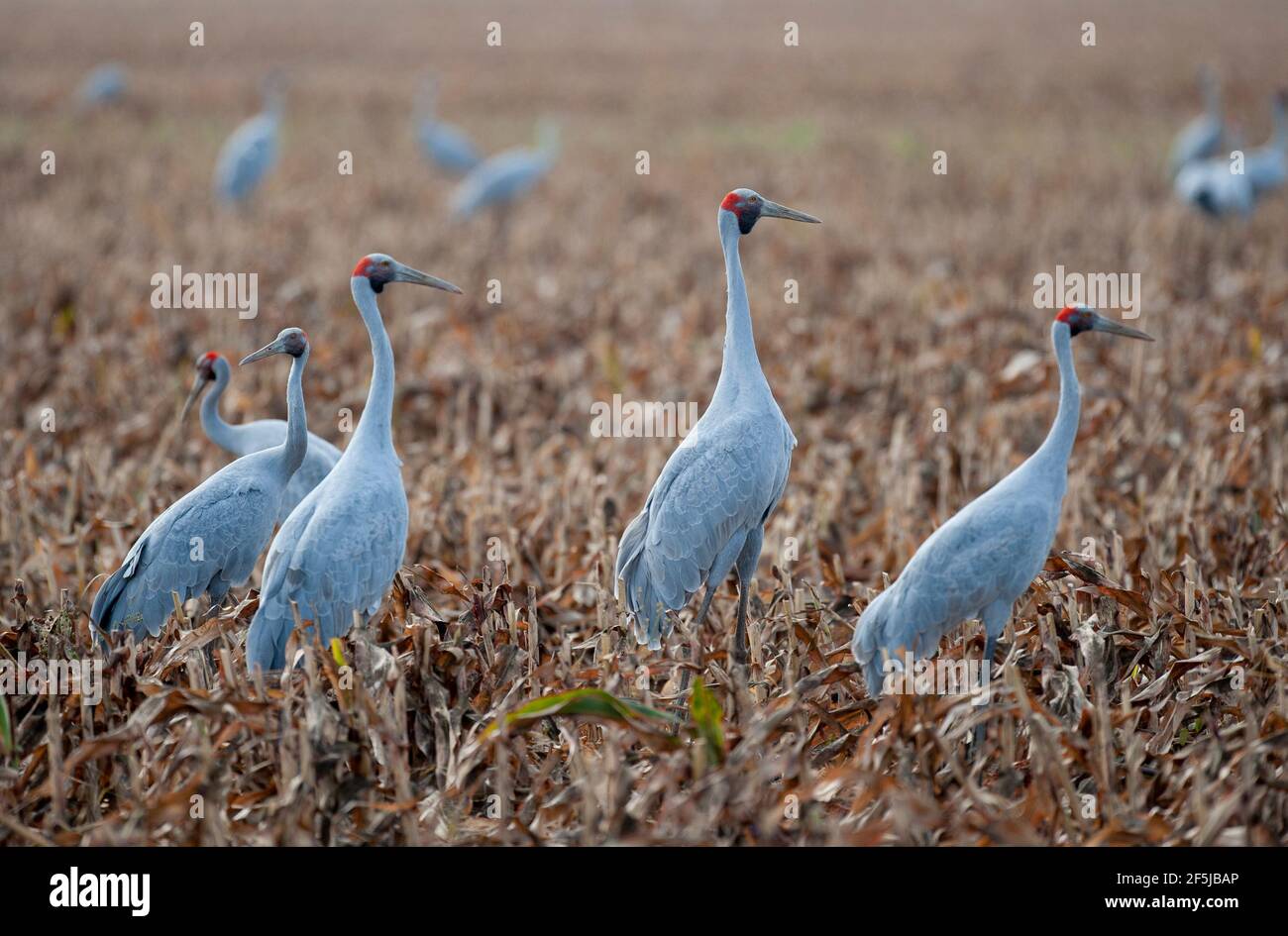 Brolga queensland australia hi-res stock photography and images - Alamy