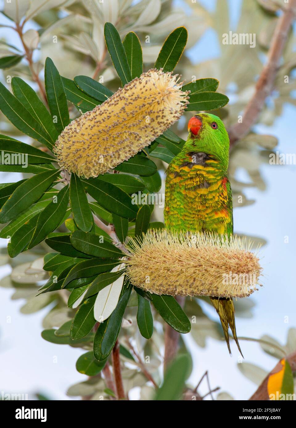 Scaley breasted lorikeet feeding on banksia plants Stock Photo - Alamy