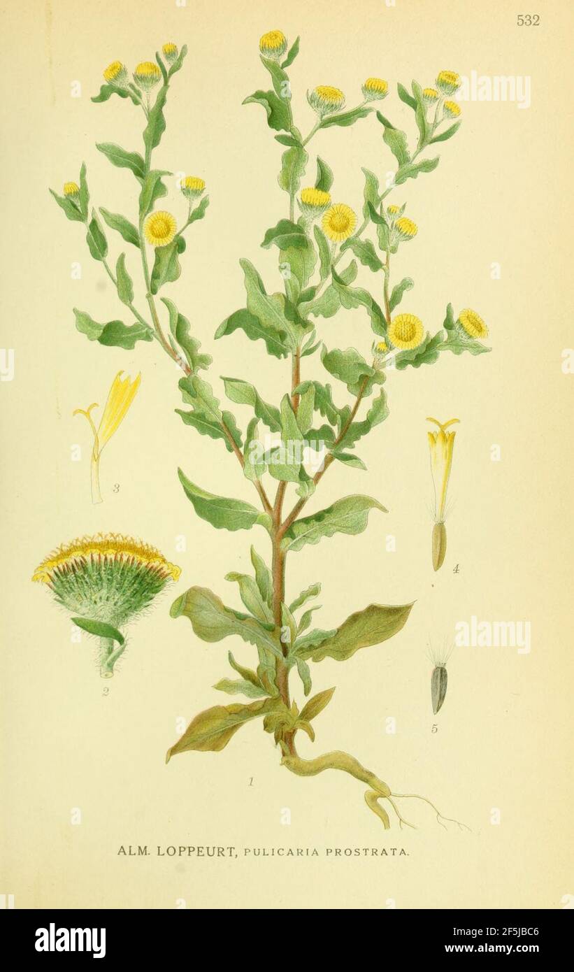 Pulicaria vulgaris hi-res stock photography and images - Alamy