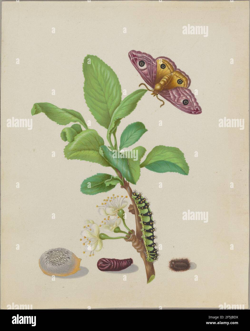 Metamorphosis of a Small Emperor Moth on a Damson Plum, plate 13 of the ...