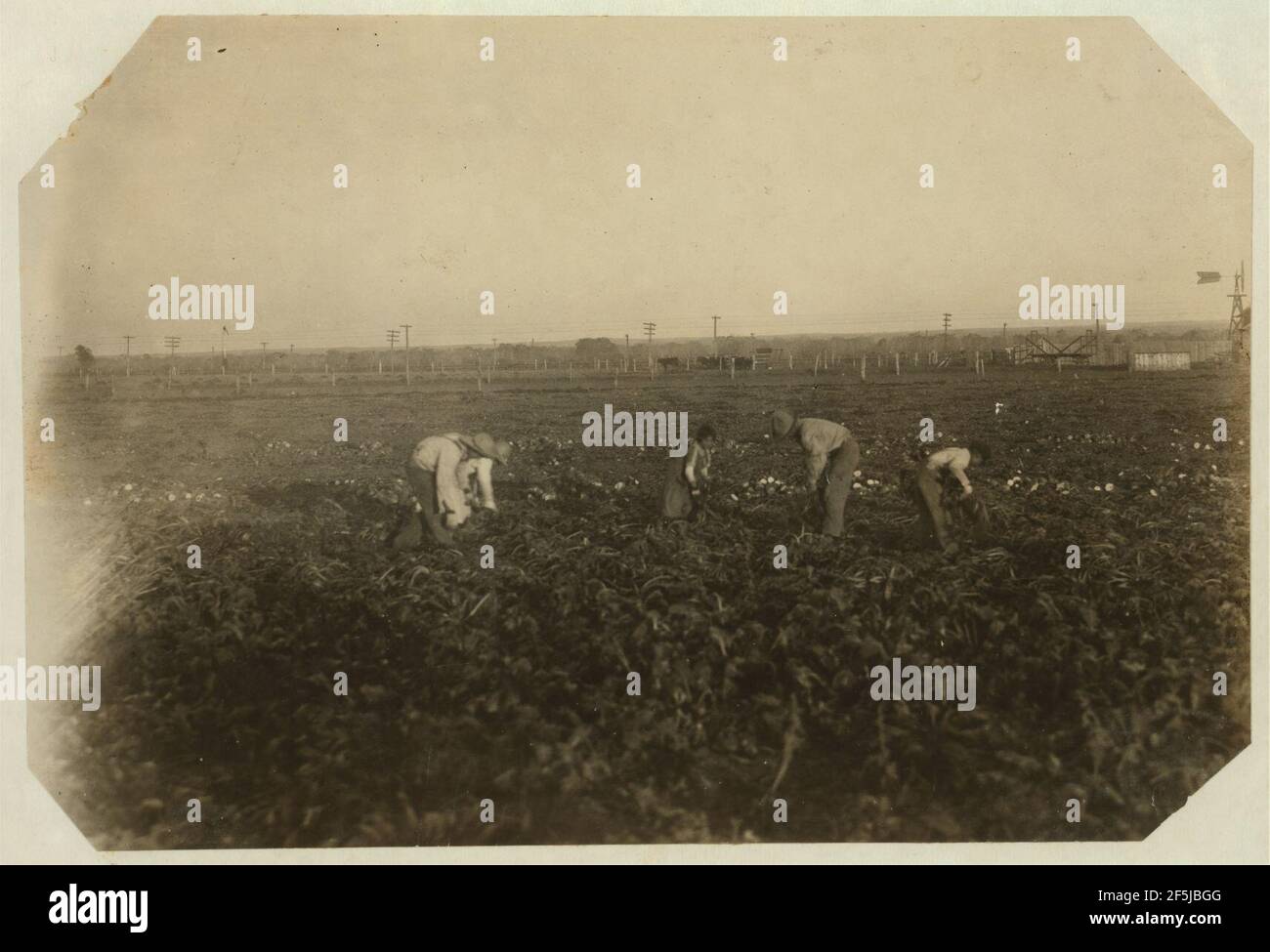 Pulling and Topping Beets. A sample of 'Economic Need'. Part of the ...