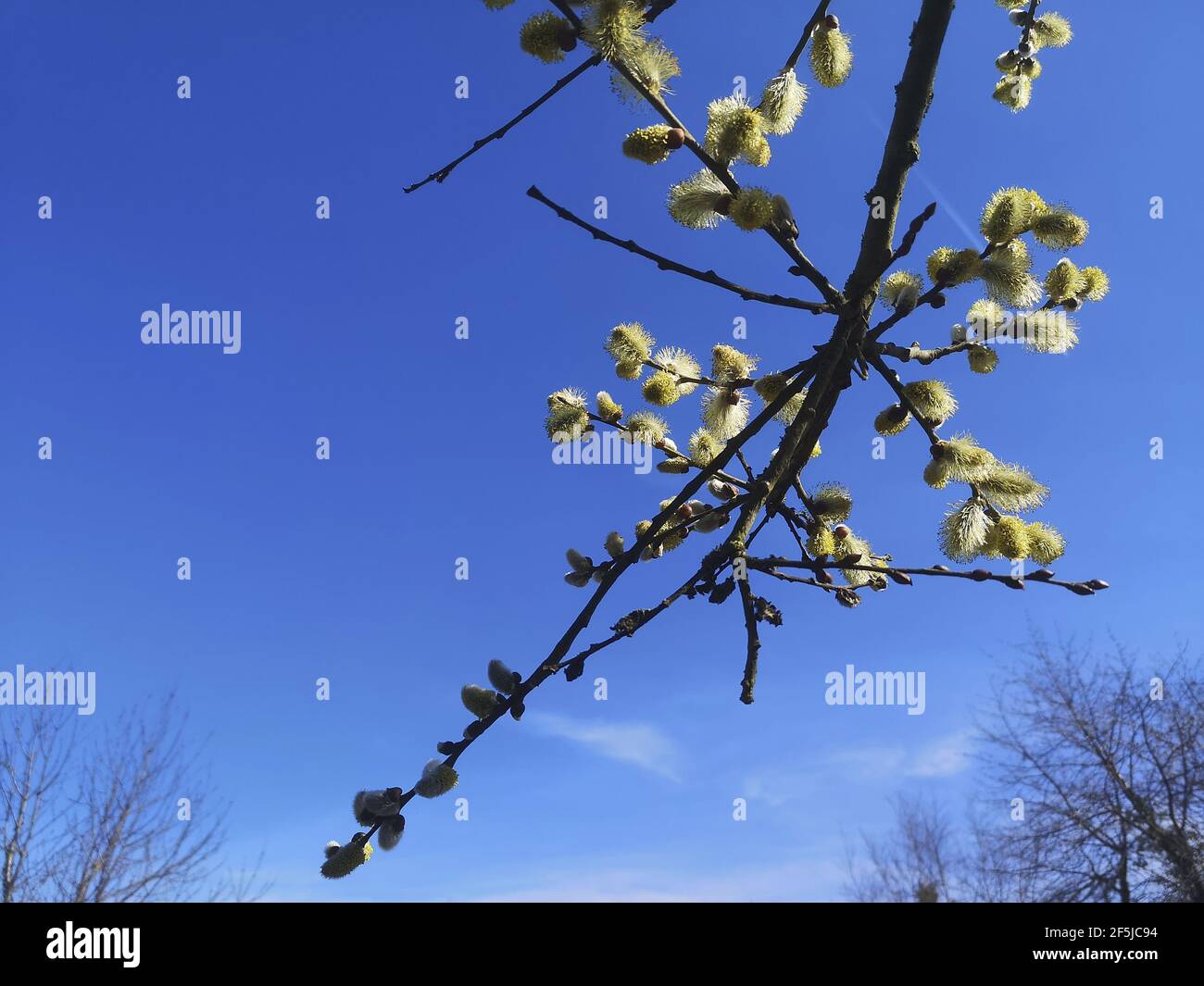 Closeup shot of a blooming twig of a Salix willow on a blue sky ...