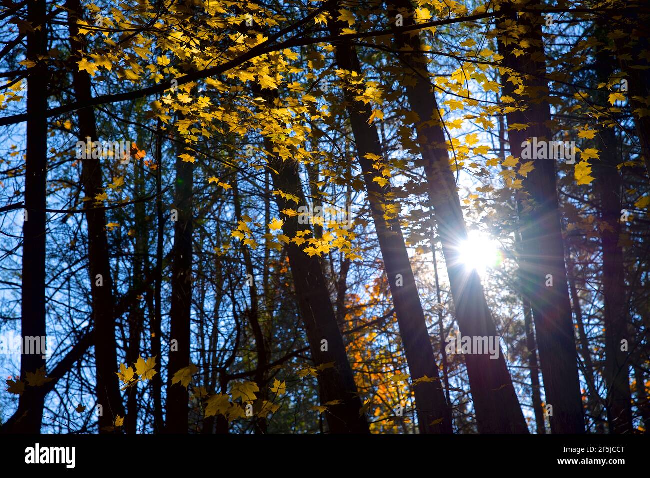Yellow maple tree leaves in the forest in autumn with lens flare Stock ...