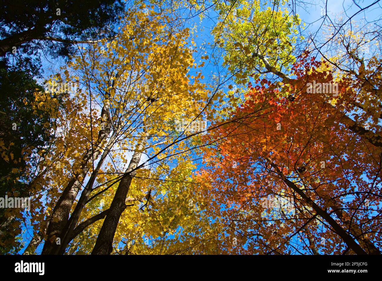 Wide angle shot tall trees hi-res stock photography and images - Alamy