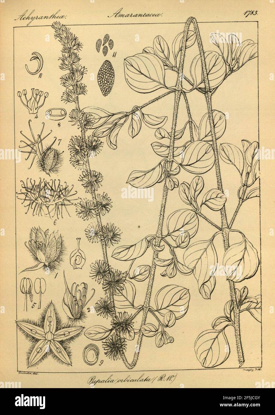 Lappacea hi-res stock photography and images - Alamy