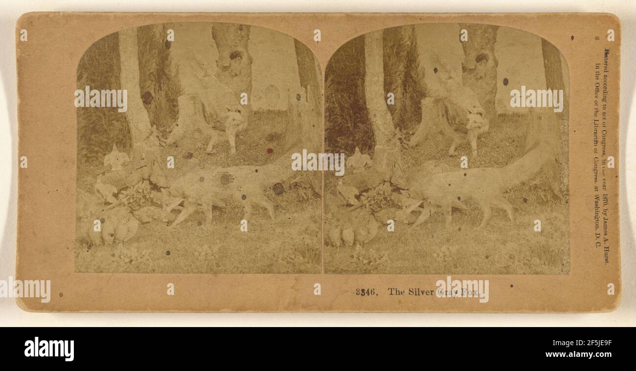 Silver creature hi-res stock photography and images - Alamy