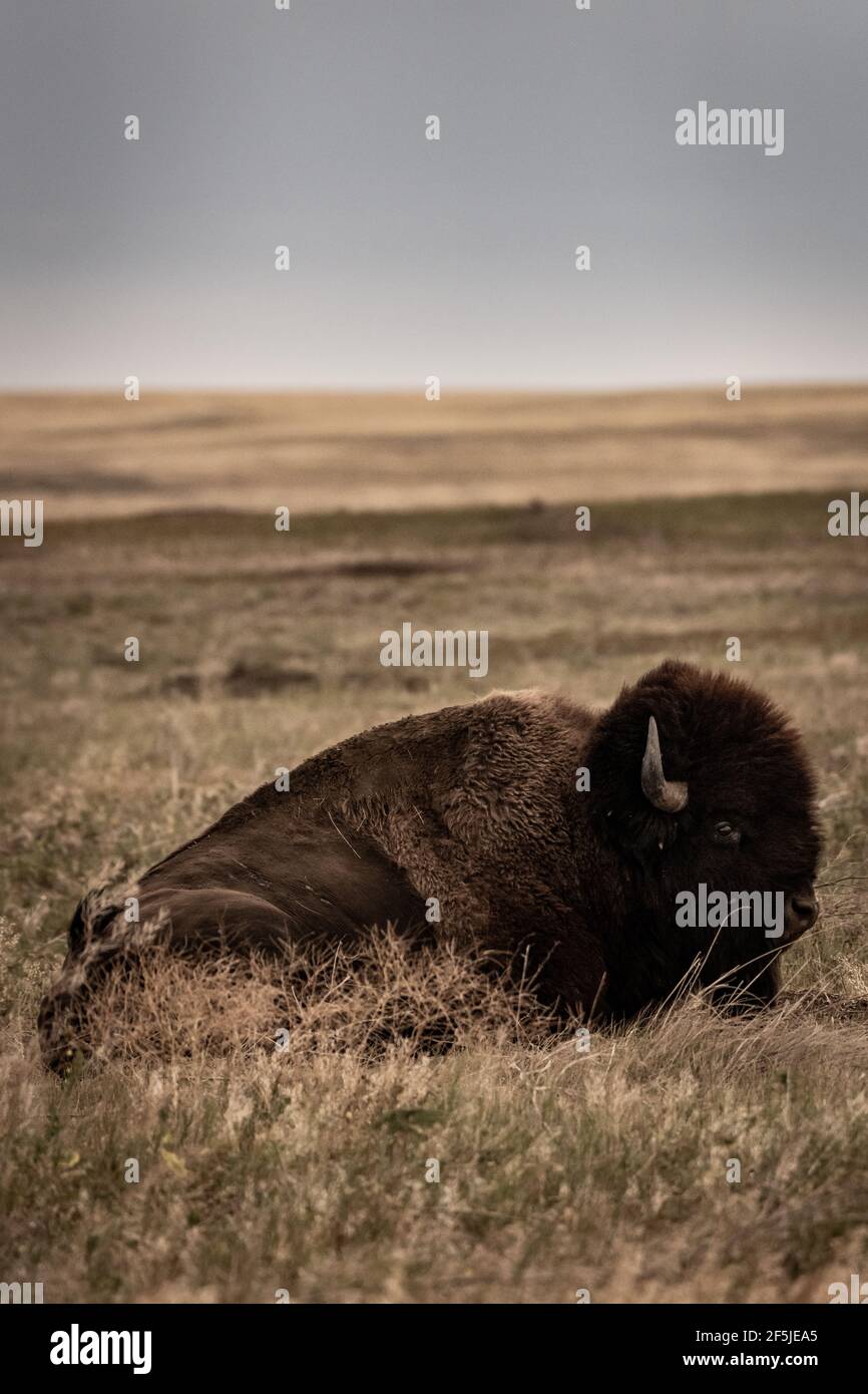 Bison bison bison sitting in hi-res stock photography and images - Alamy