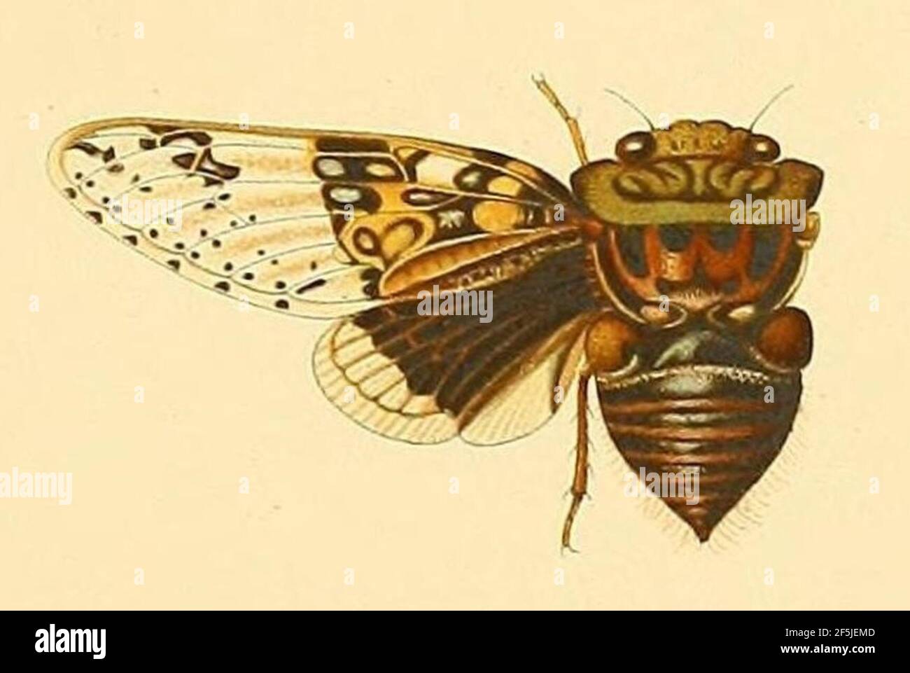 Pycna hi-res stock photography and images - Alamy