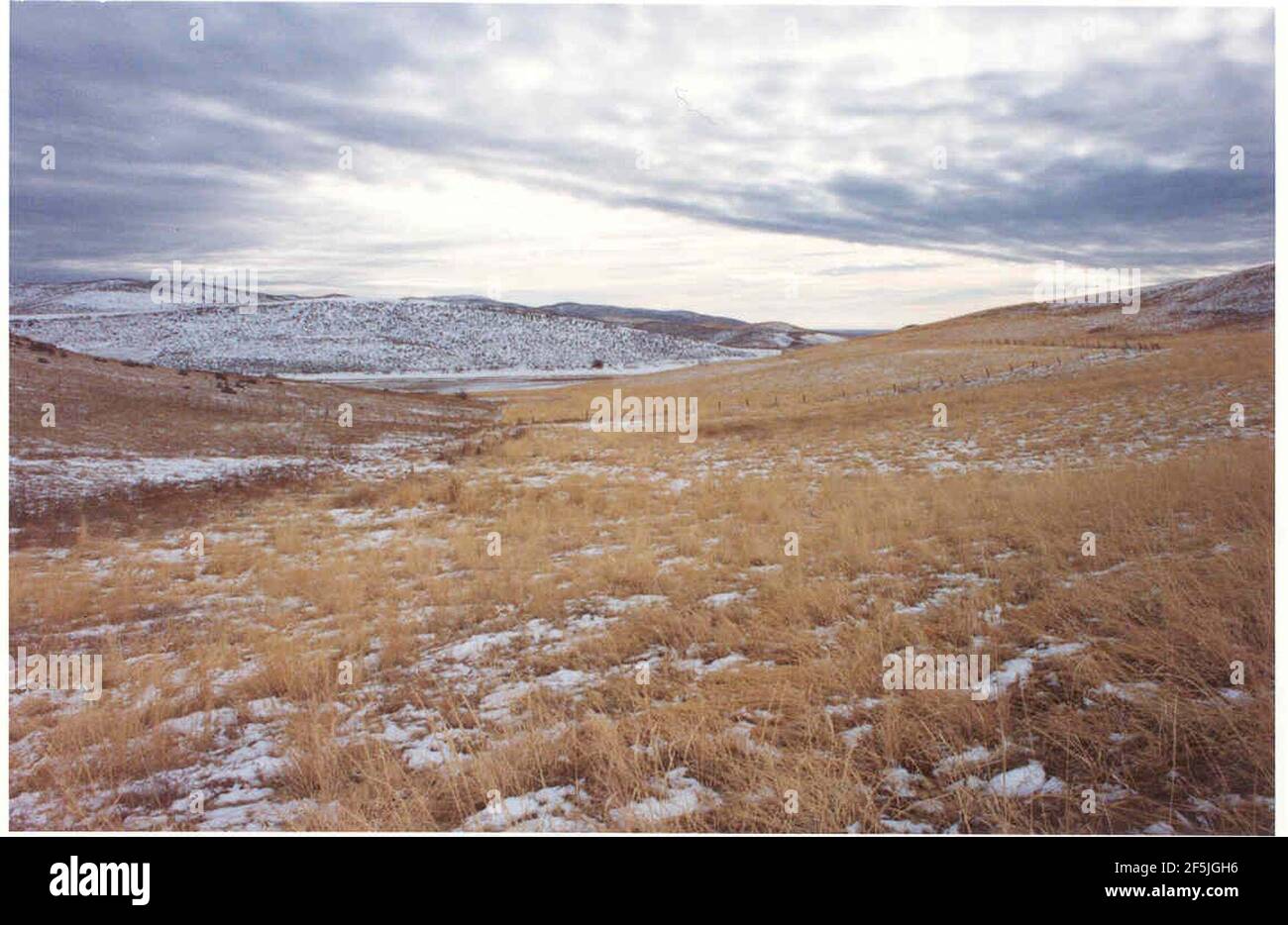 Pyrrocoma radiata habitat in December in SW Idaho Stock Photo - Alamy