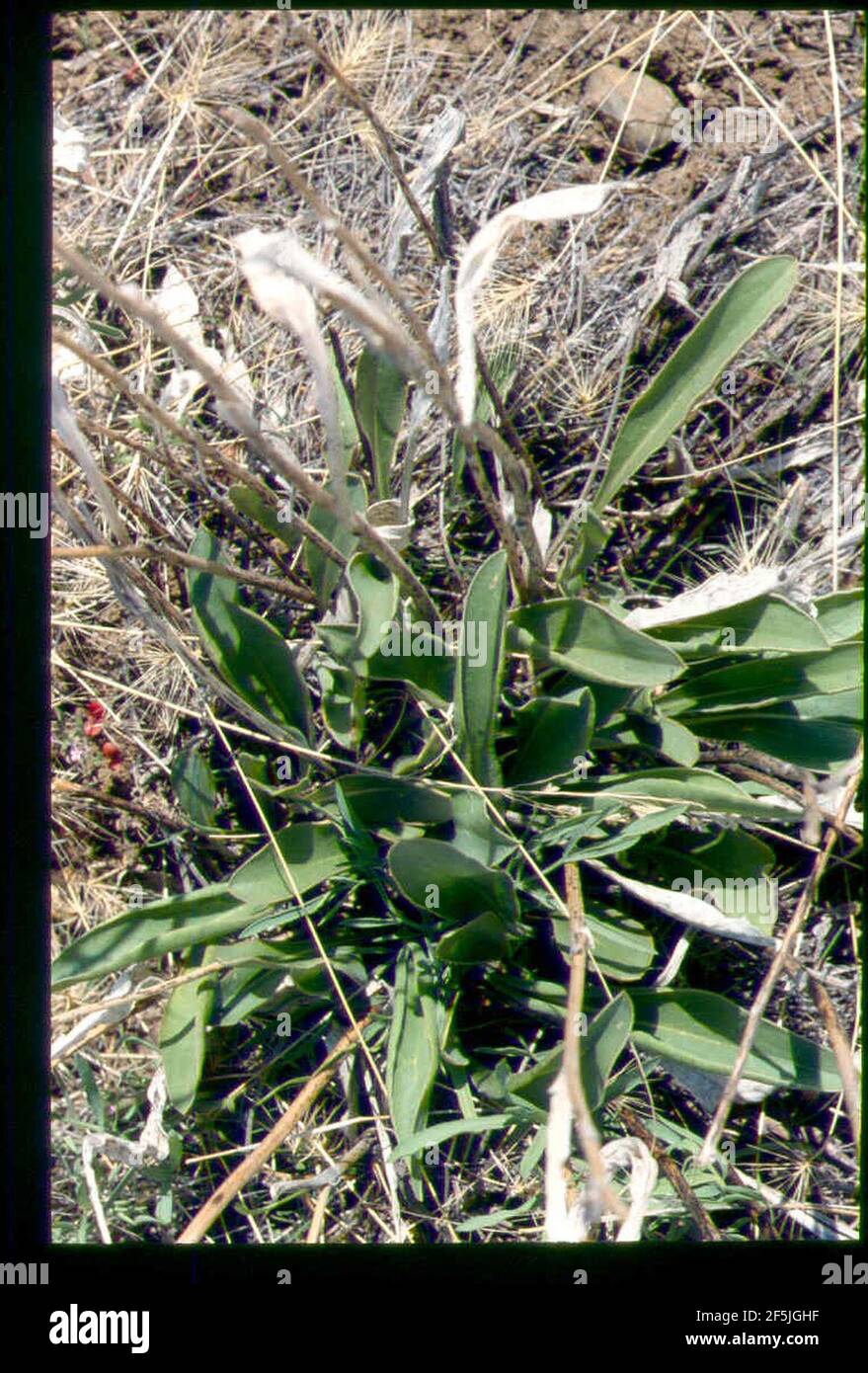 Pyrrocoma radiata basal leaves in SW Idaho Stock Photo - Alamy