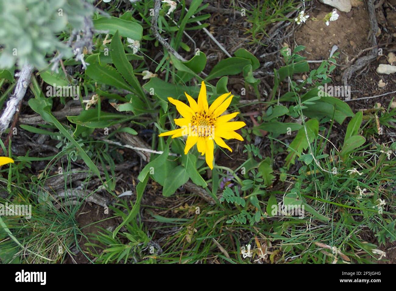 Pyrrocoma hi-res stock photography and images - Alamy