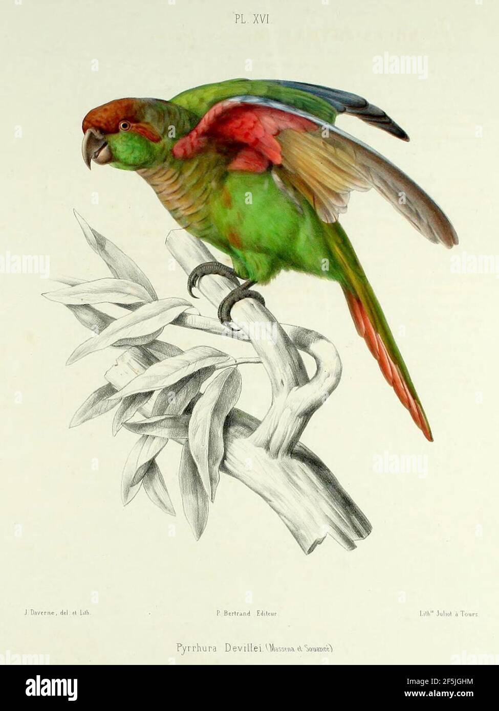 Devillei hi-res stock photography and images - Alamy